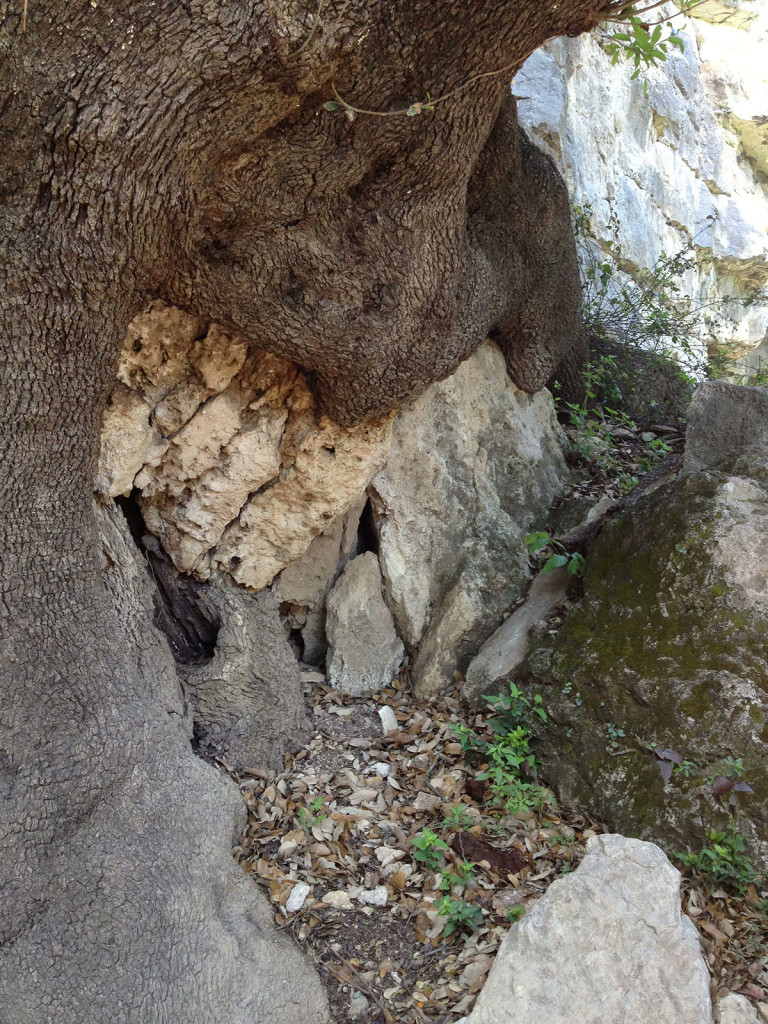 bc-tree-teeth - Jackie Dana